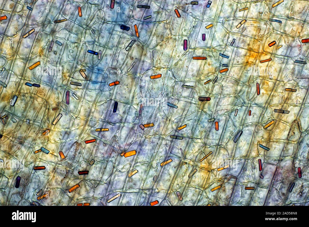 Raphides. Polarised light micrograph of tissue of onion (Allium cepa ...