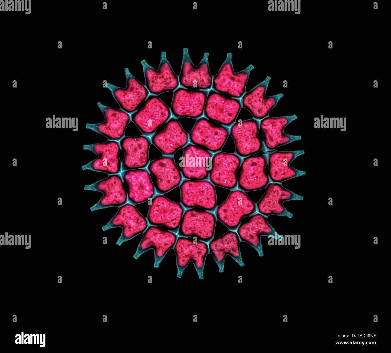 Pediastrum green algae. Fluorescence light micrograph of a colony of ...