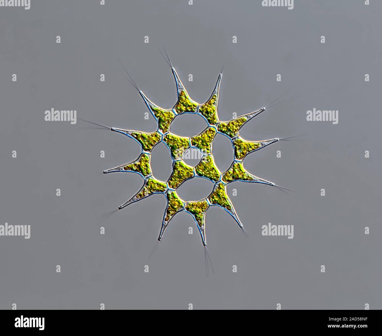 Pediastrum green algae. Light micrograph of a colony of Pediastrum sp ...