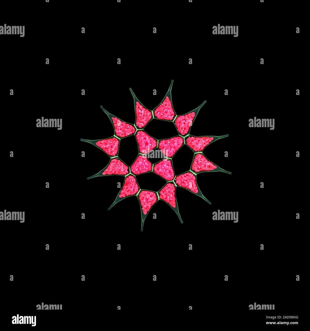 Pediastrum green algae. Fluorescence light micrograph of a colony of ...