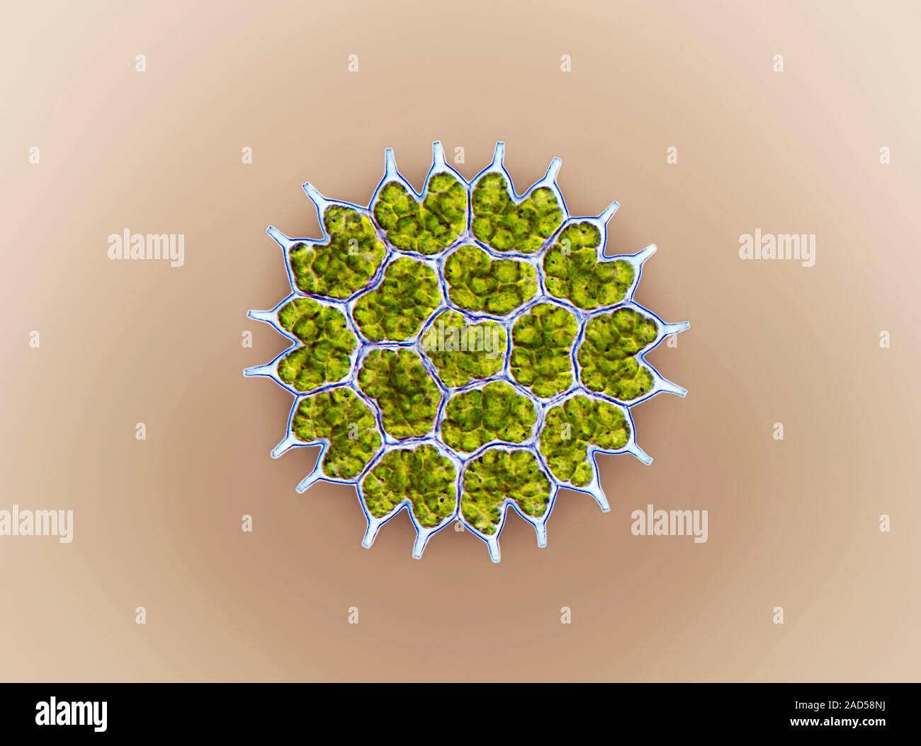 Pediastrum boryanum green algae. Phase contrast light micrograph of a ...