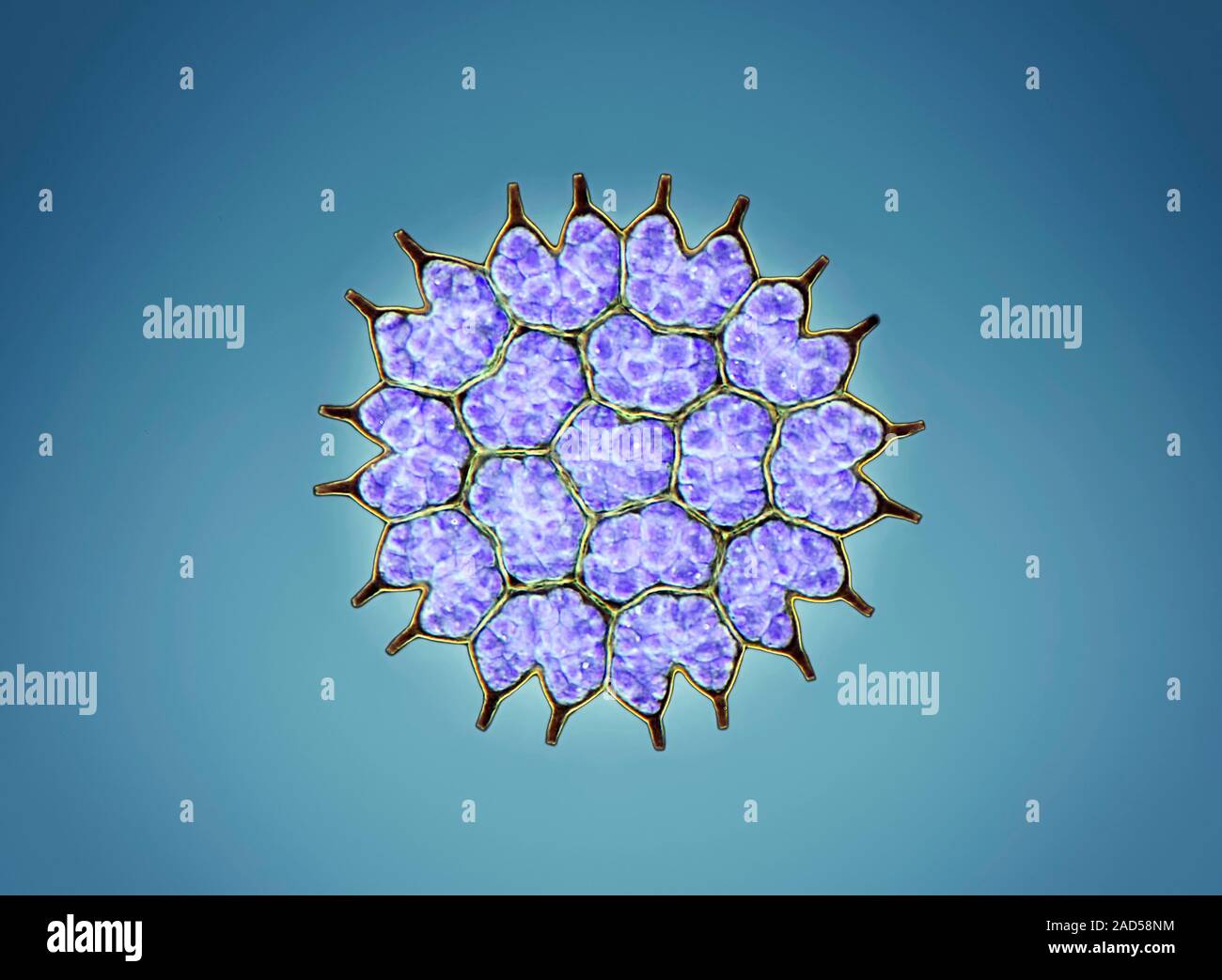 Pediastrum boryanum green algae. Phase contrast light micrograph of a ...