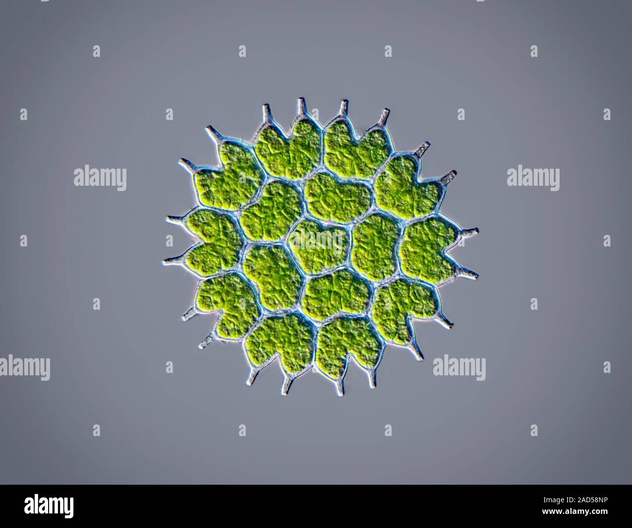 Pediastrum boryanum green algae. Light micrograph of a colony of ...