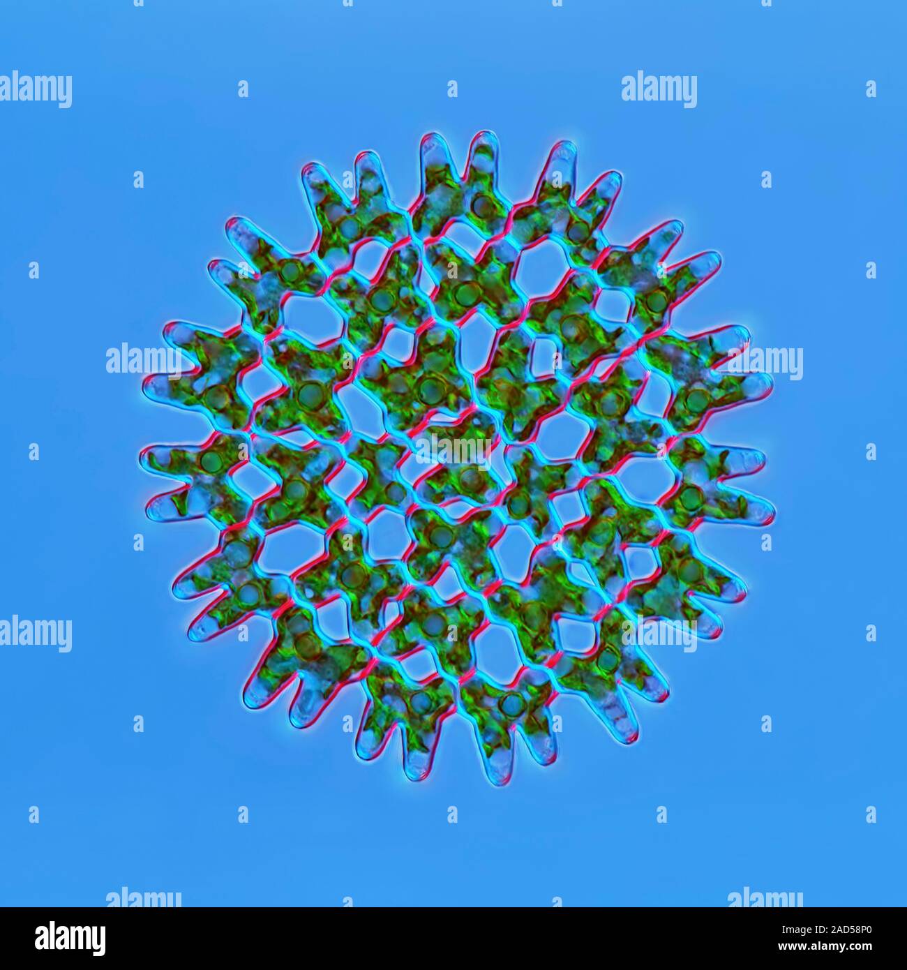Pediastrum duplex green algae. Polarised light micrograph of a colony ...