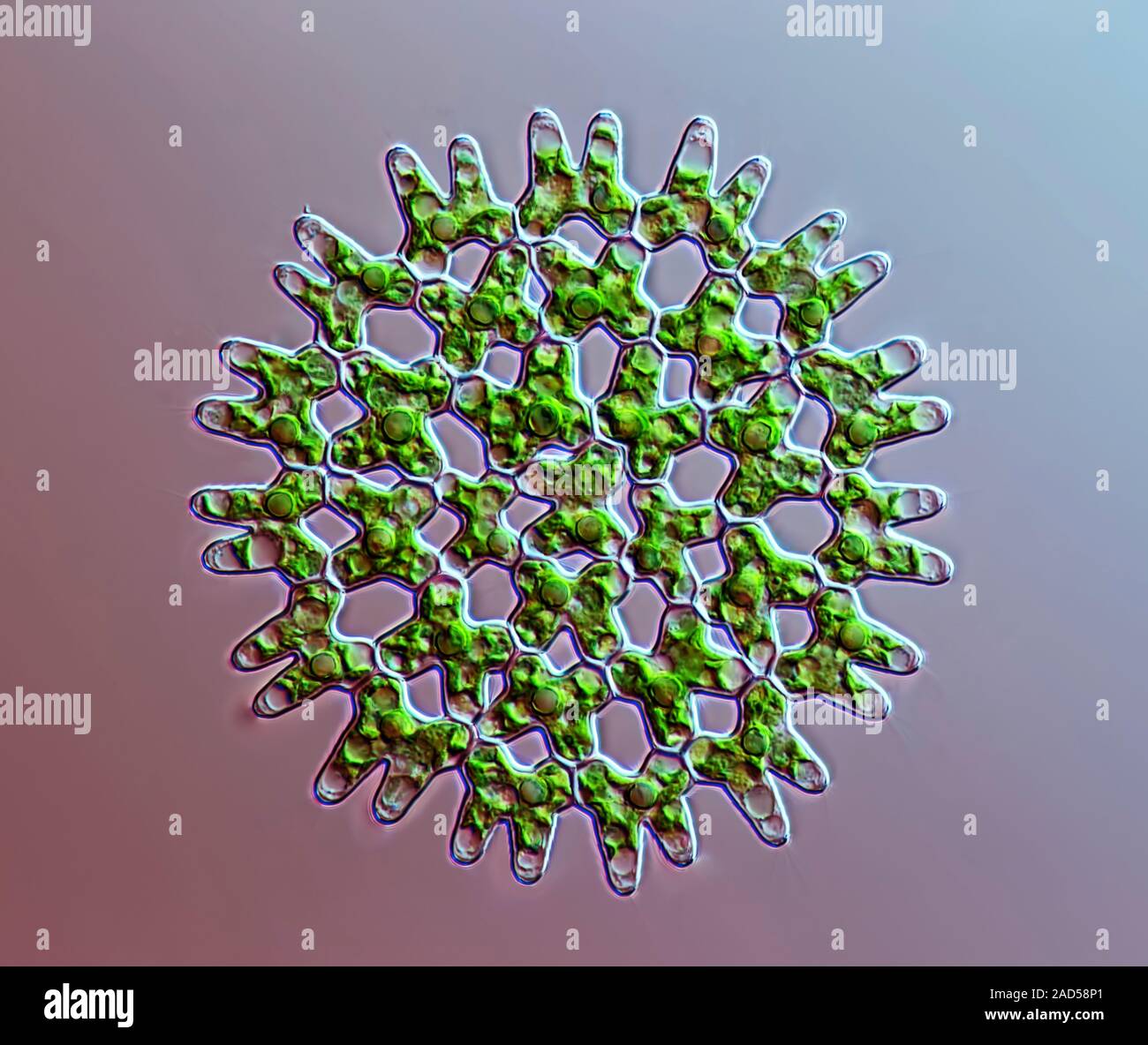 Pediastrum duplex green algae. Light micrograph of a colony of ...