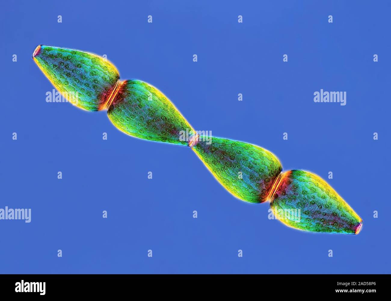 Pleurotaenium ovatum desmid dividing. Polarised light micrograph of a ...