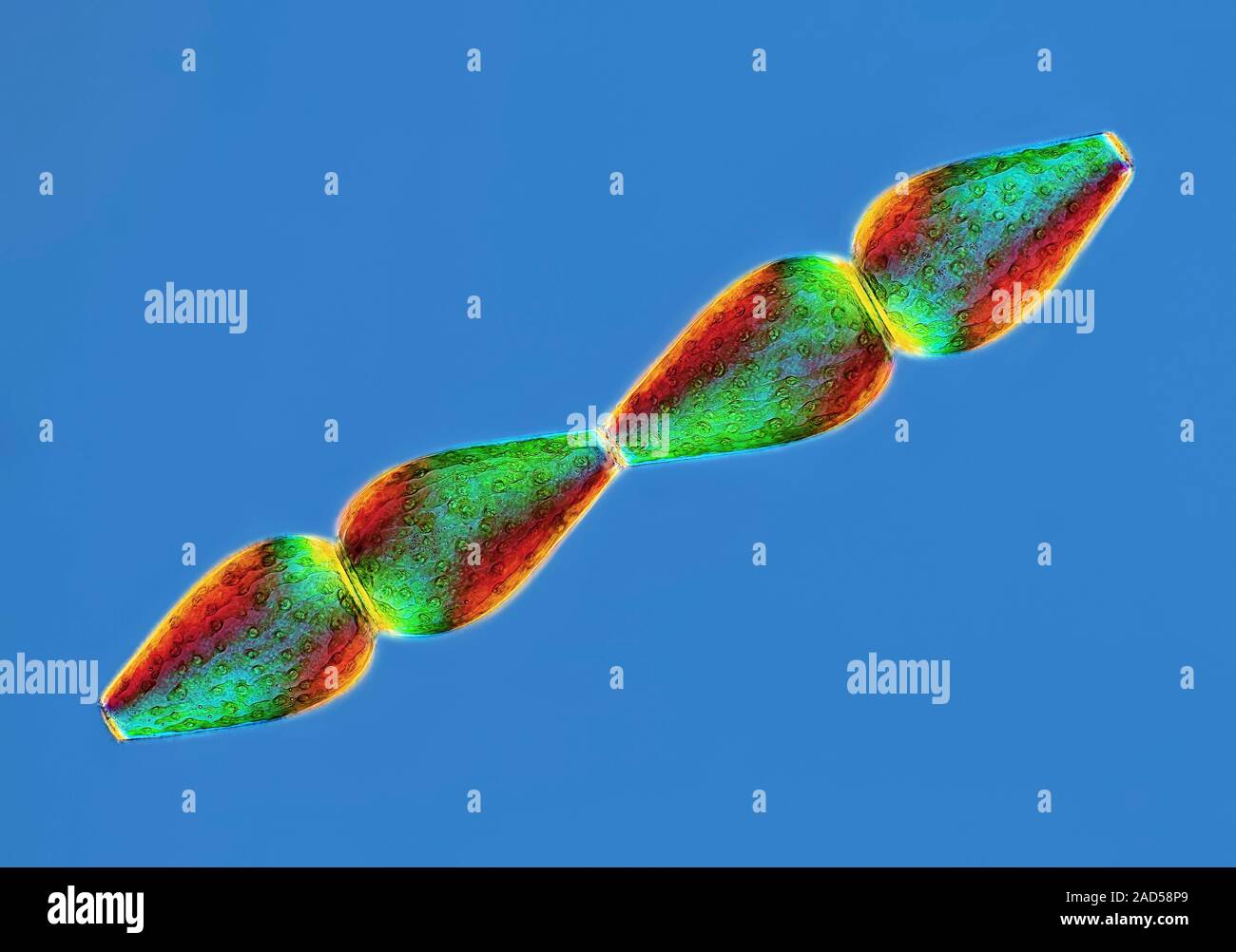 Pleurotaenium ovatum desmid dividing. Polarised light micrograph of a ...