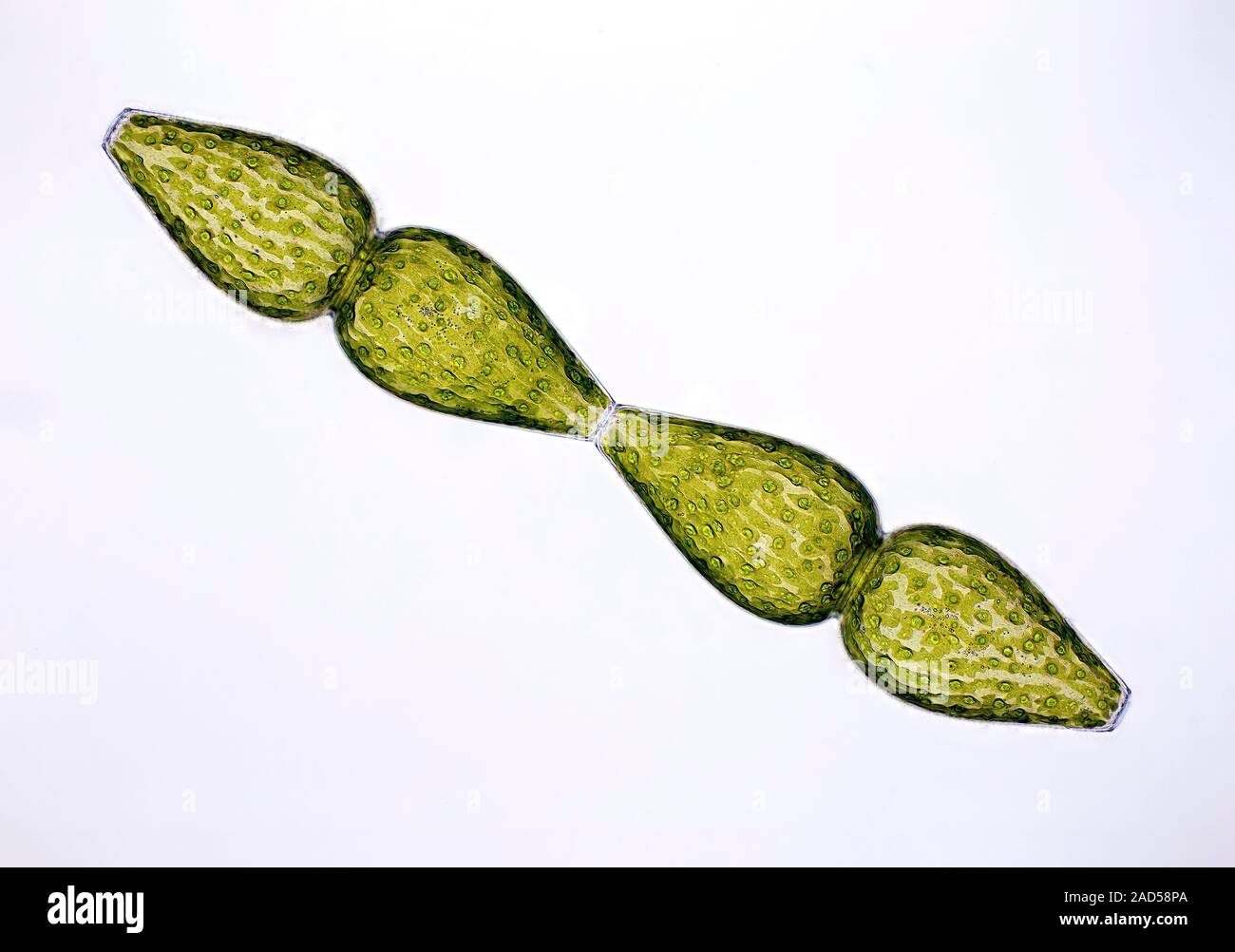 Pleurotaenium ovatum desmid dividing. Light micrograph of a ...