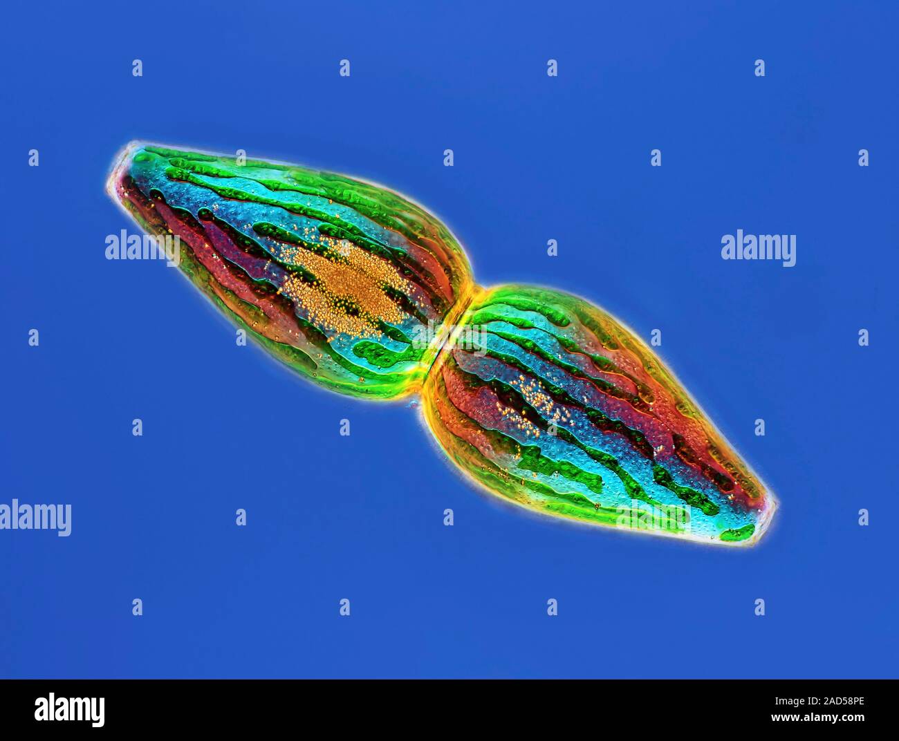 Pleurotaenium ovatum desmid. Light micrograph of a Pleurotaenium ovatum ...