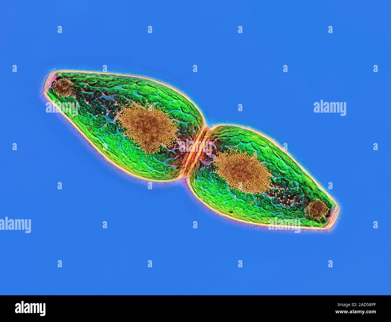 Pleurotaenium ovatum desmid. Light micrograph of a Pleurotaenium ovatum ...