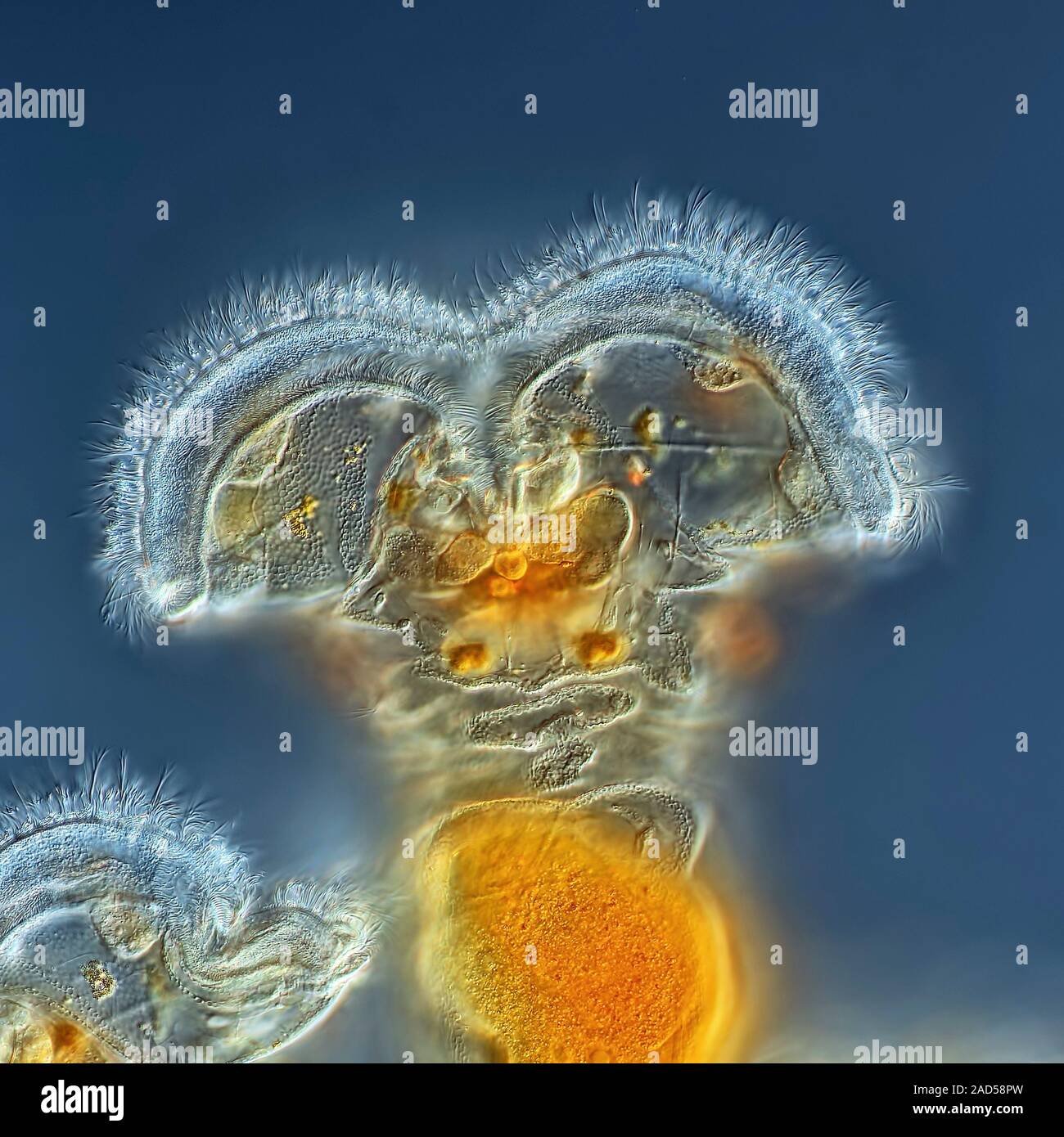 Rotifer, light micrograph. Rotifers (phylum Rotifera) are microscopic ...