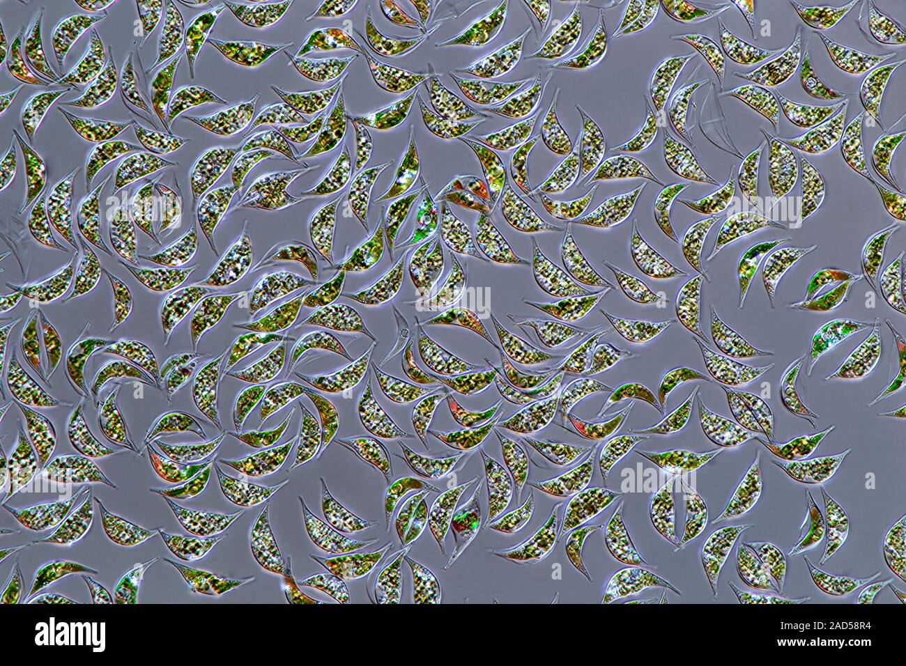 Scenedesmus acuminatus. Polarised light micrograph of the green alga ...