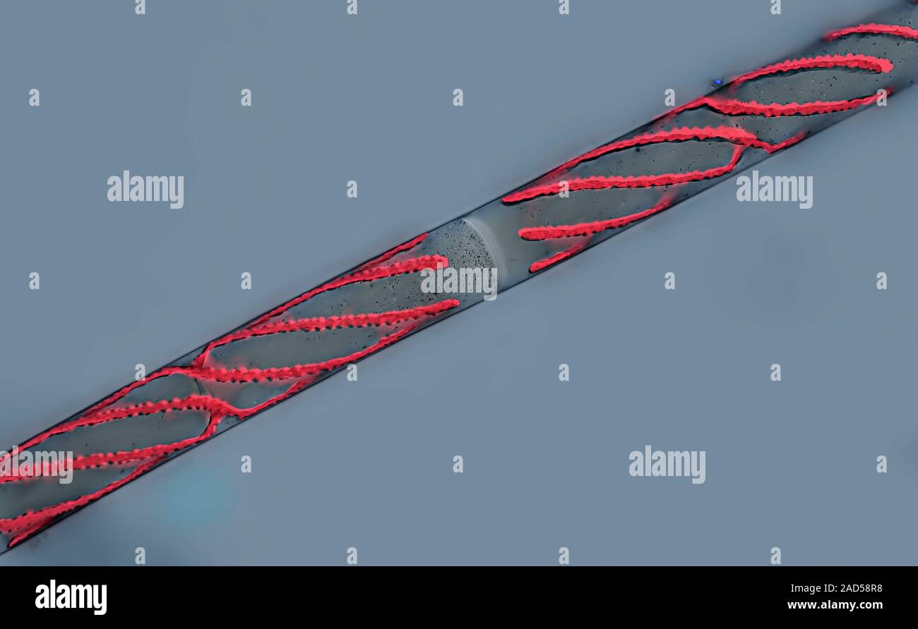 Spirogyra alga. Polarised fluorescence light micrograph of a single ...
