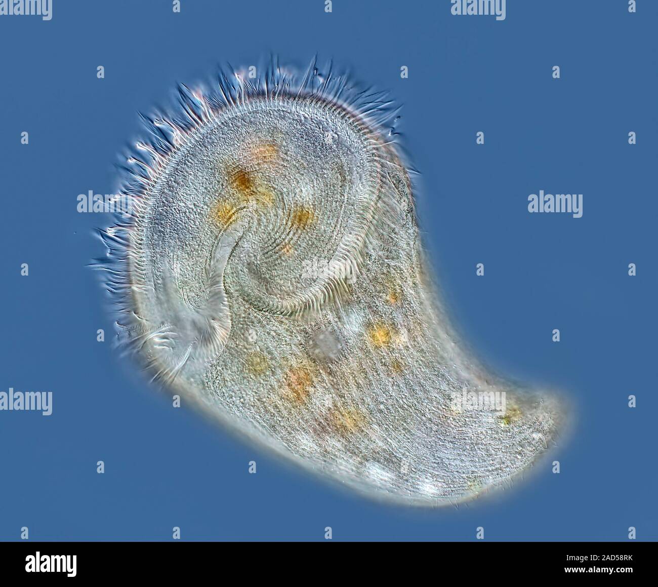 Stentor protozoan. Light micrograph of a Stentor sp. freshwater ciliate ...