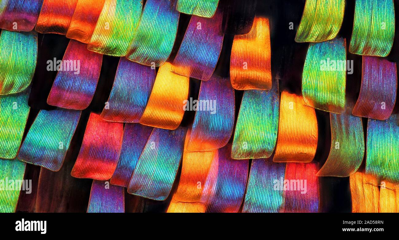 Moth wing scales. Light micrograph of scales from the wing of a sunset ...