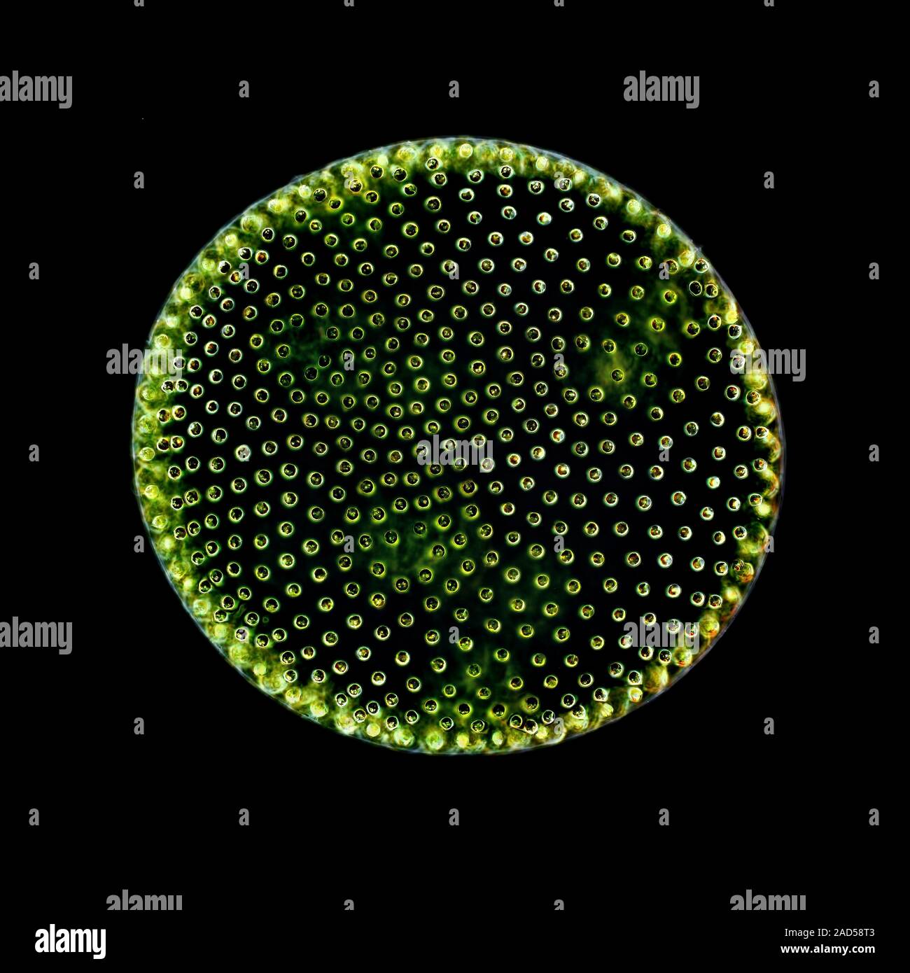 Volvox algae. Light micrograph of the surface of a colony of the ...