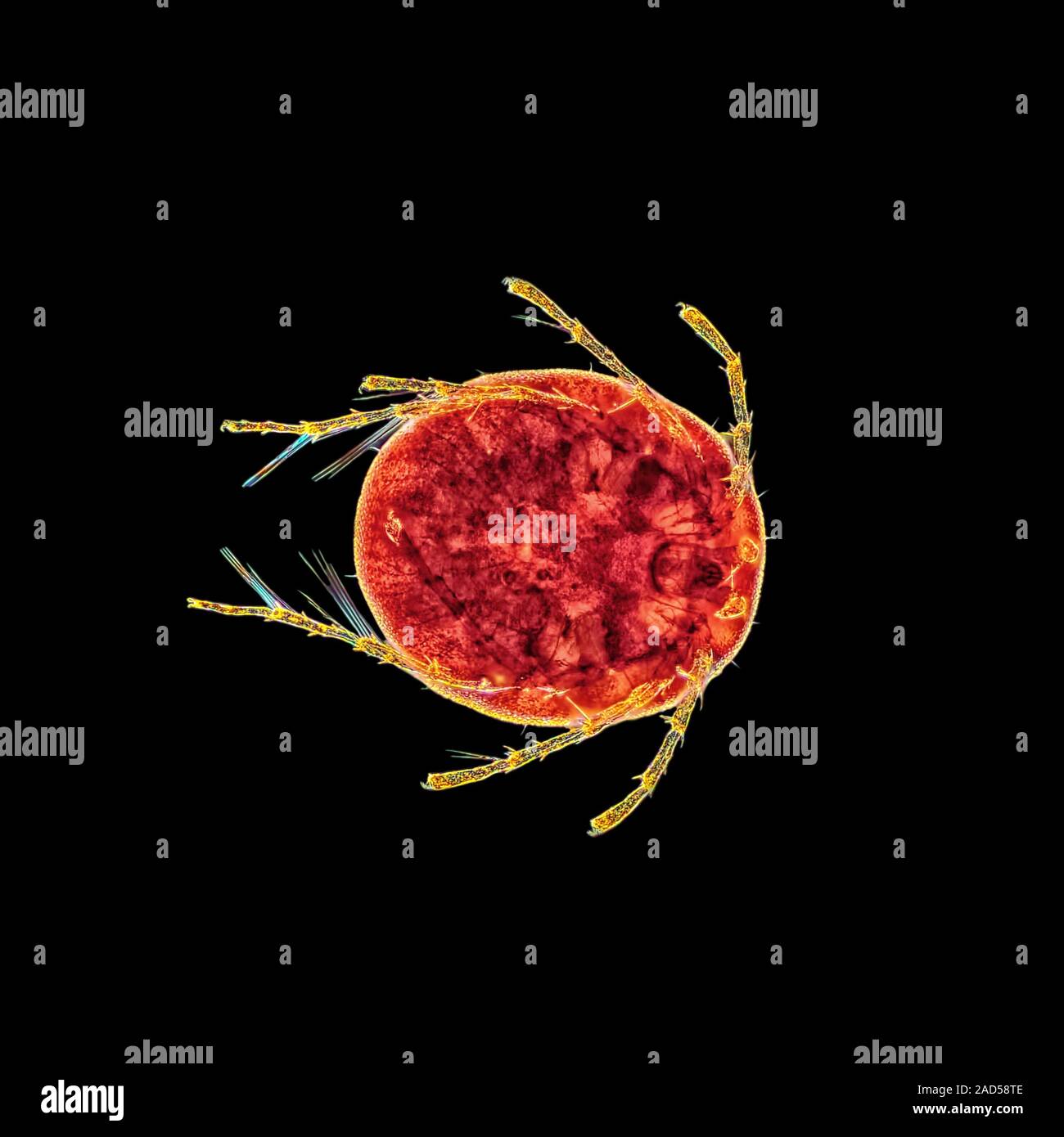 Water mite. Darkfield illuminated light micrograph of a water mite ...