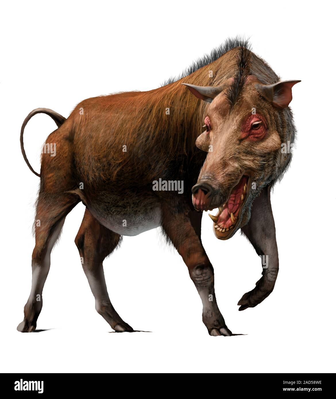 Cypretherium coarctatum. Illustration of Cypretherium coarctatum, an ...