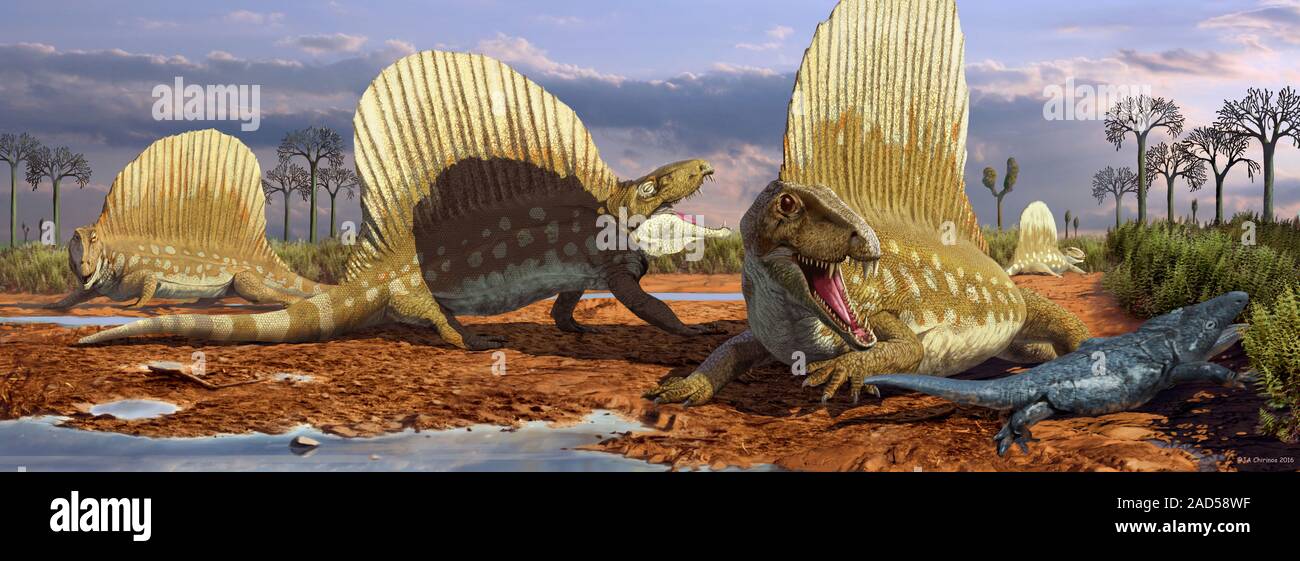 Dimetrodon borealis. Illustration of a group of Dimetrodon borealis ...