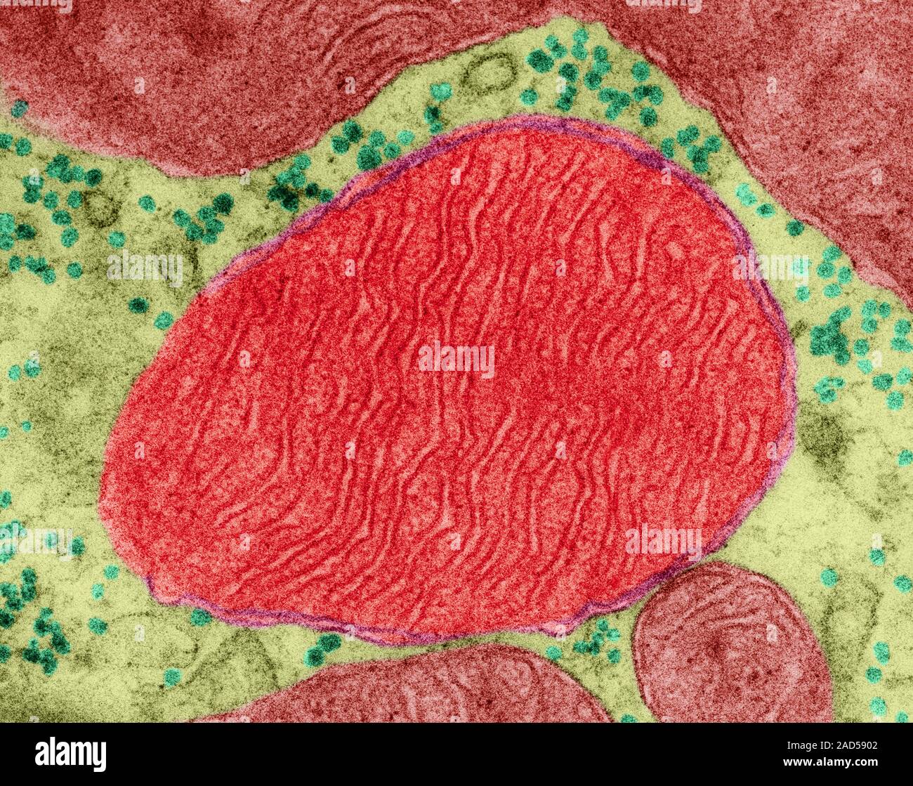 Mitochondrion from a heart muscle cell showing numerous cristae, coloured transmission electron ...
