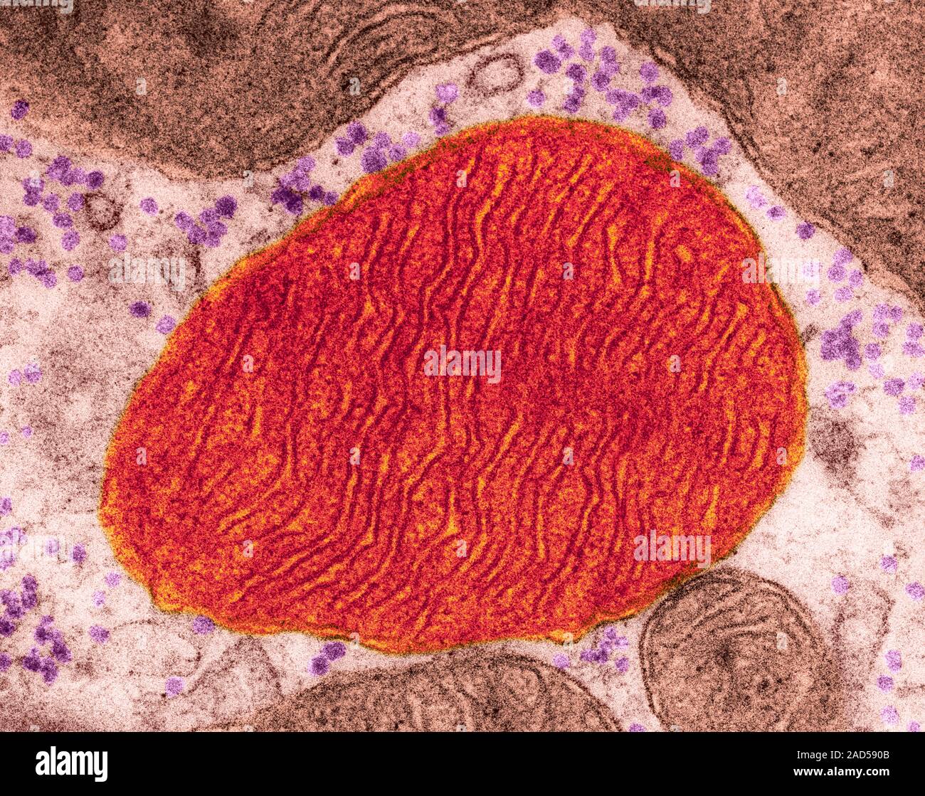 Mitochondrion from a heart muscle cell showing numerous cristae ...