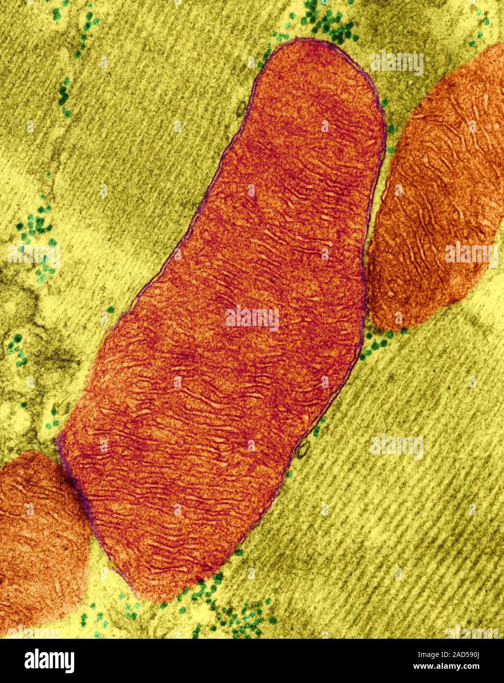 Mitochondrion from a heart muscle cell showing numerous cristae ...