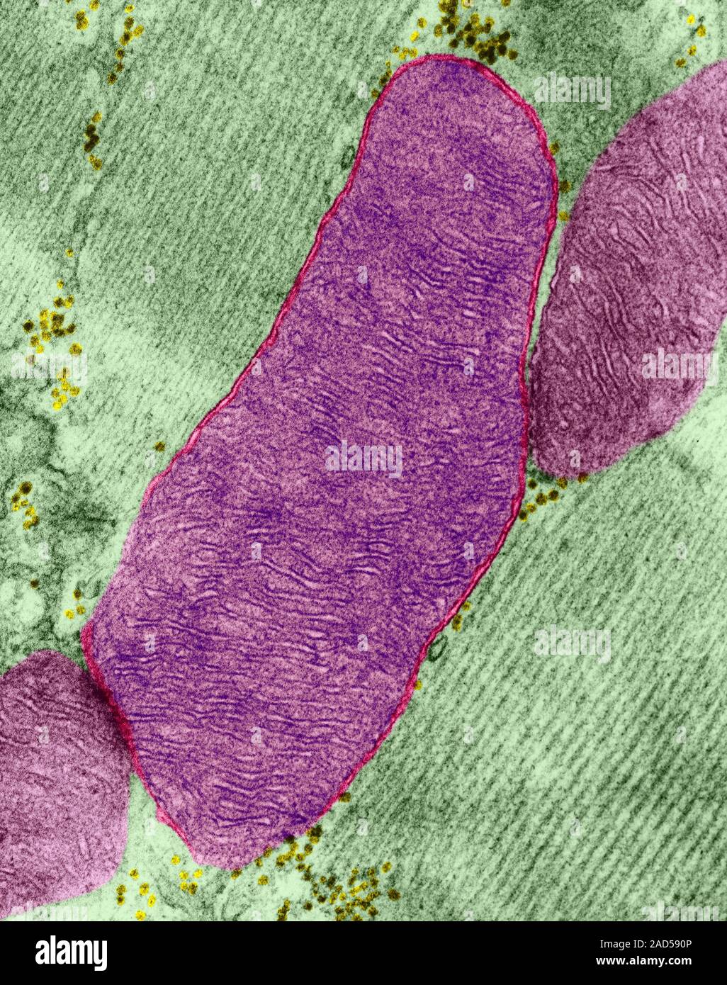 Mitochondrion from a heart muscle cell showing numerous cristae, coloured transmission electron ...