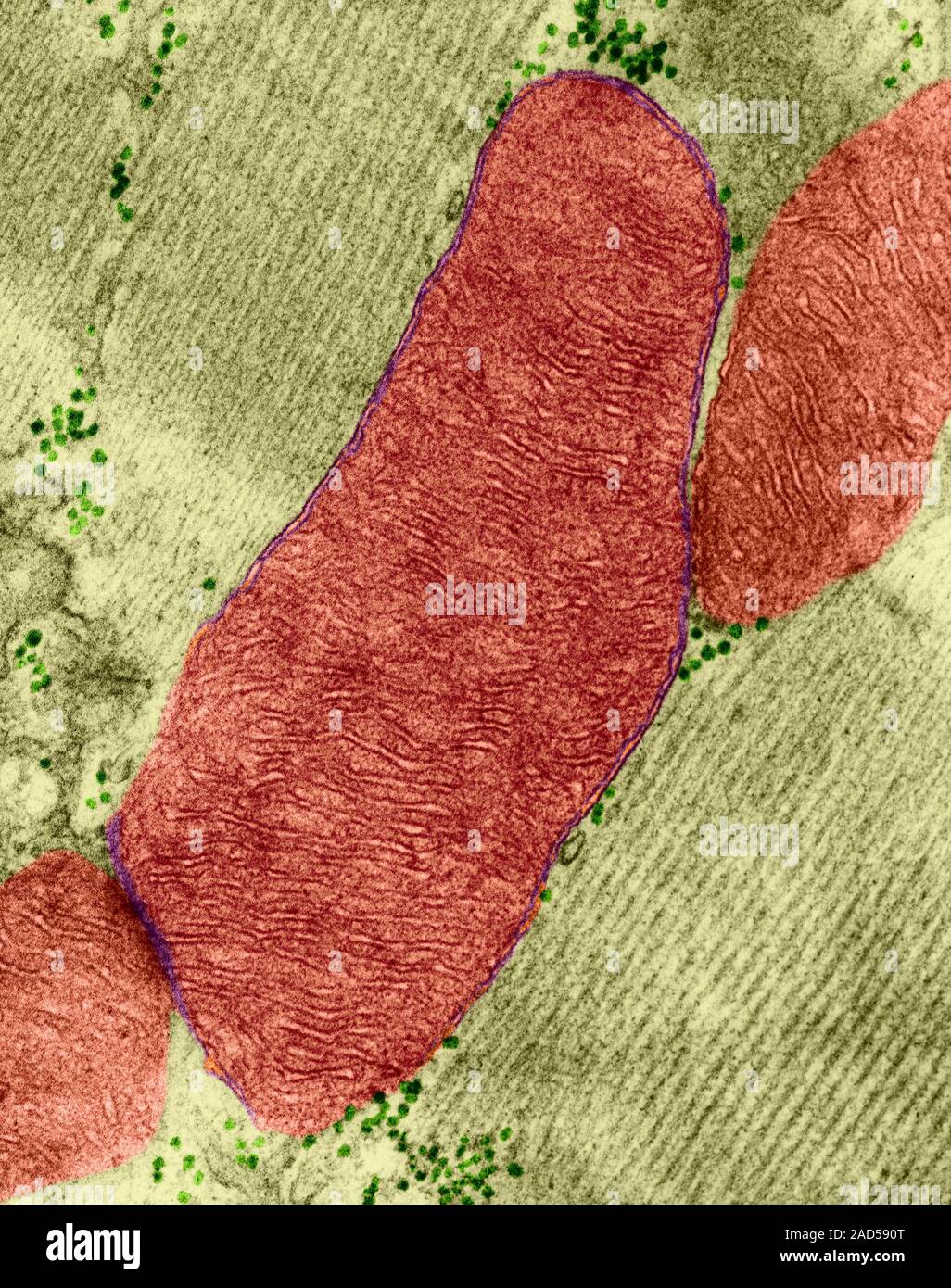 Mitochondrion from a heart muscle cell showing numerous cristae ...