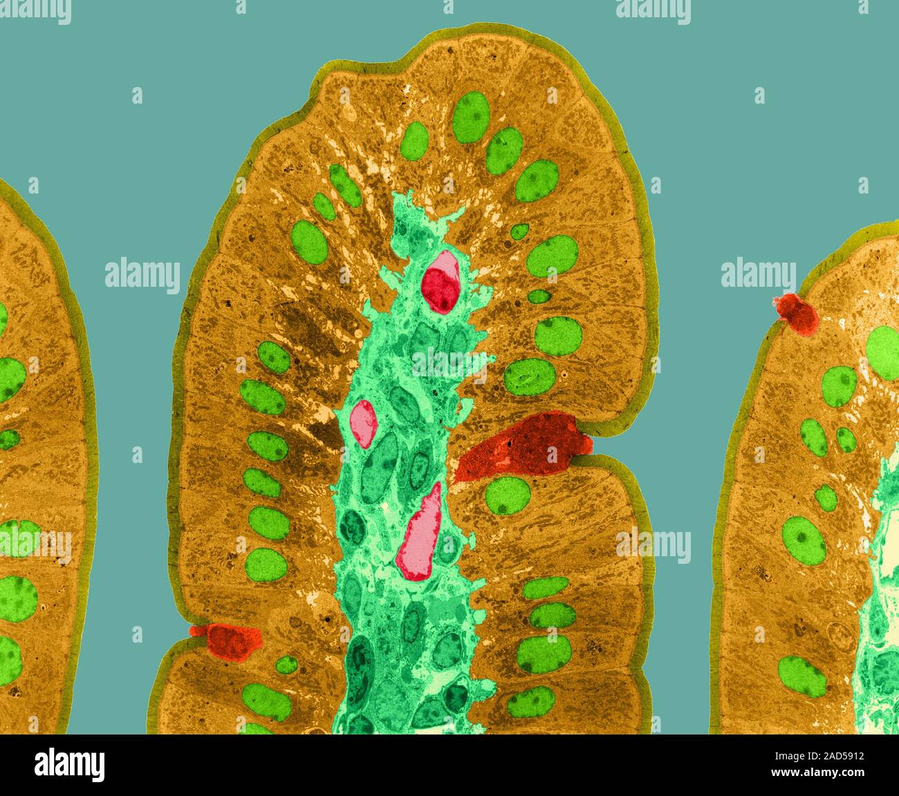 Small intestine villus, coloured transmission electron micrograph (TEM ...