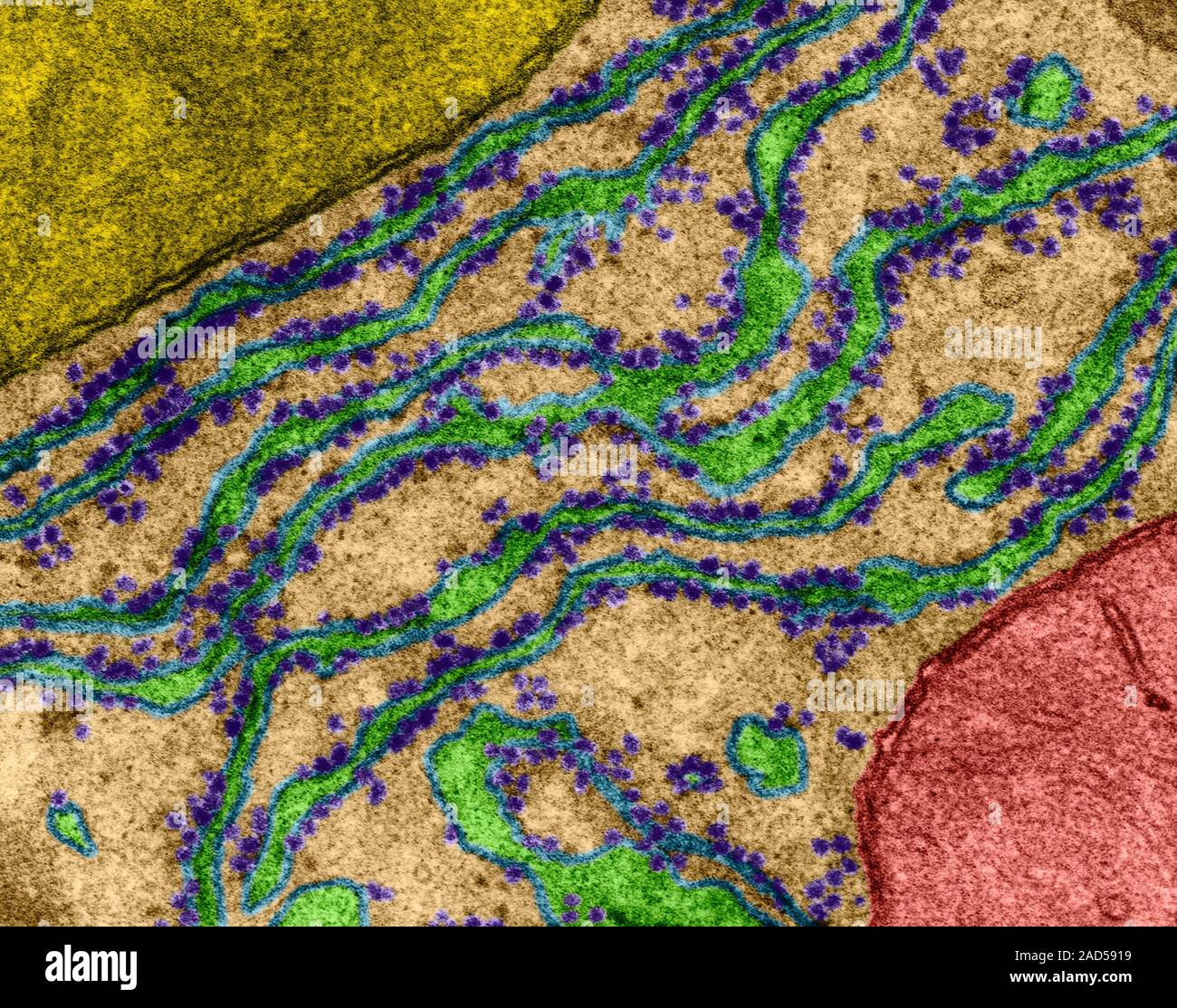 Rough endoplasmic reticulum with numerous ribosomes on cisternae ...