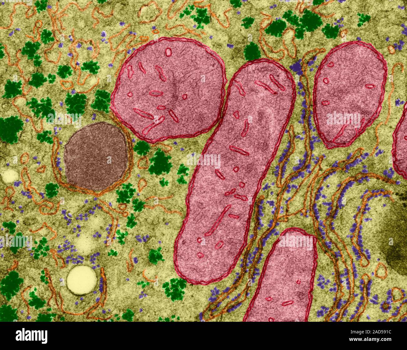 Cellular organelles from a hepatocyte (liver cell) - mitochondria (pink ...