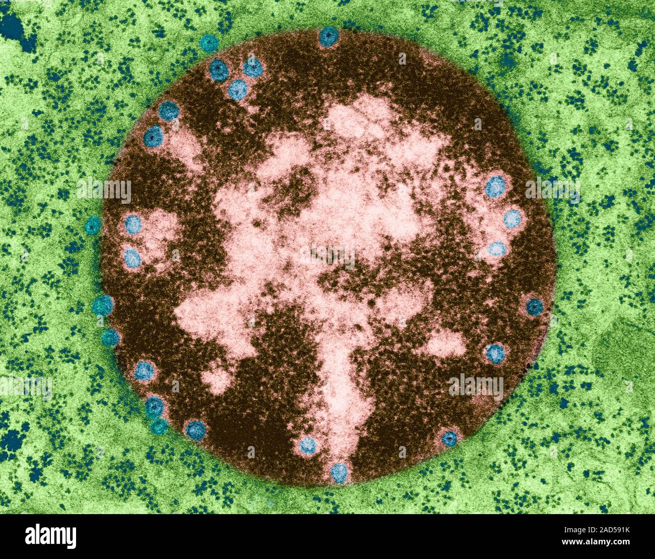 Nucleus with nuclear pores in the nuclear membrane, coloured ...
