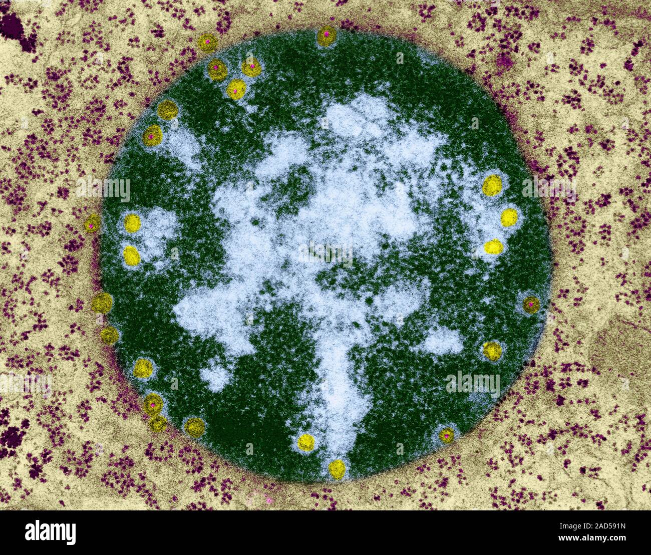 Nucleus with nuclear pores in the nuclear membrane, coloured ...