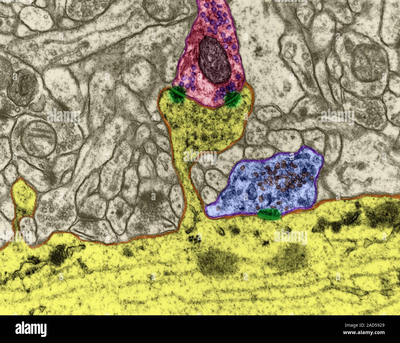 Neuron dendritic spine with excitatory synapse, coloured transmission ...