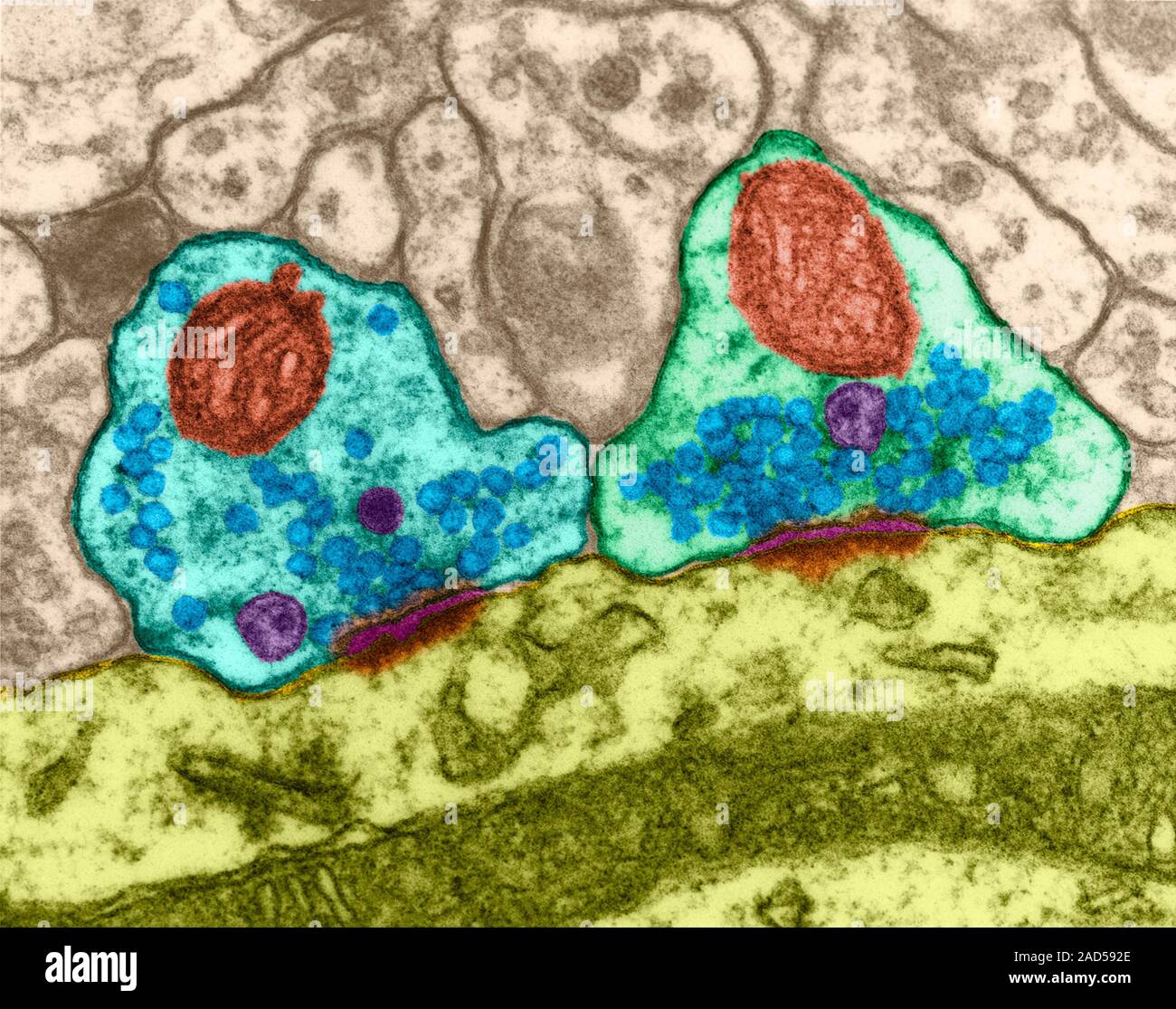 Excitatory (asymmetric) synapses on a neuron dendrite (mammal central ...