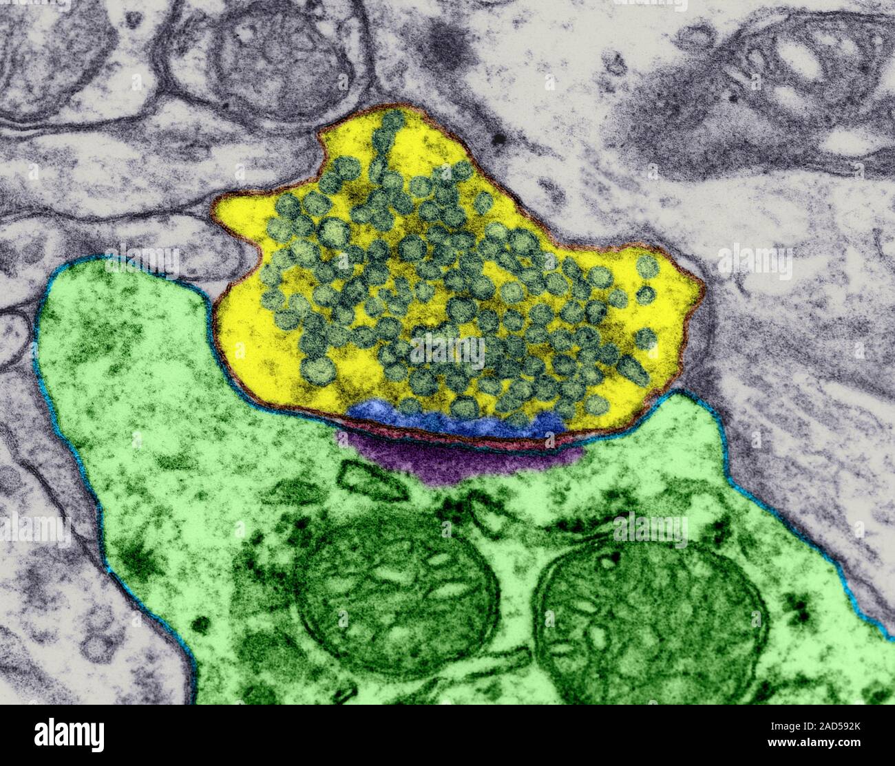 Excitatory (asymmetric) synapse (mammal central nervous system ...