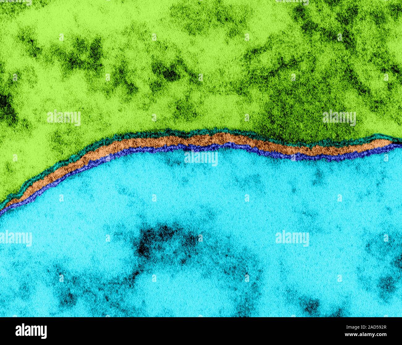 Two tri-layer cell membranes from opposing neurons (central nervous ...