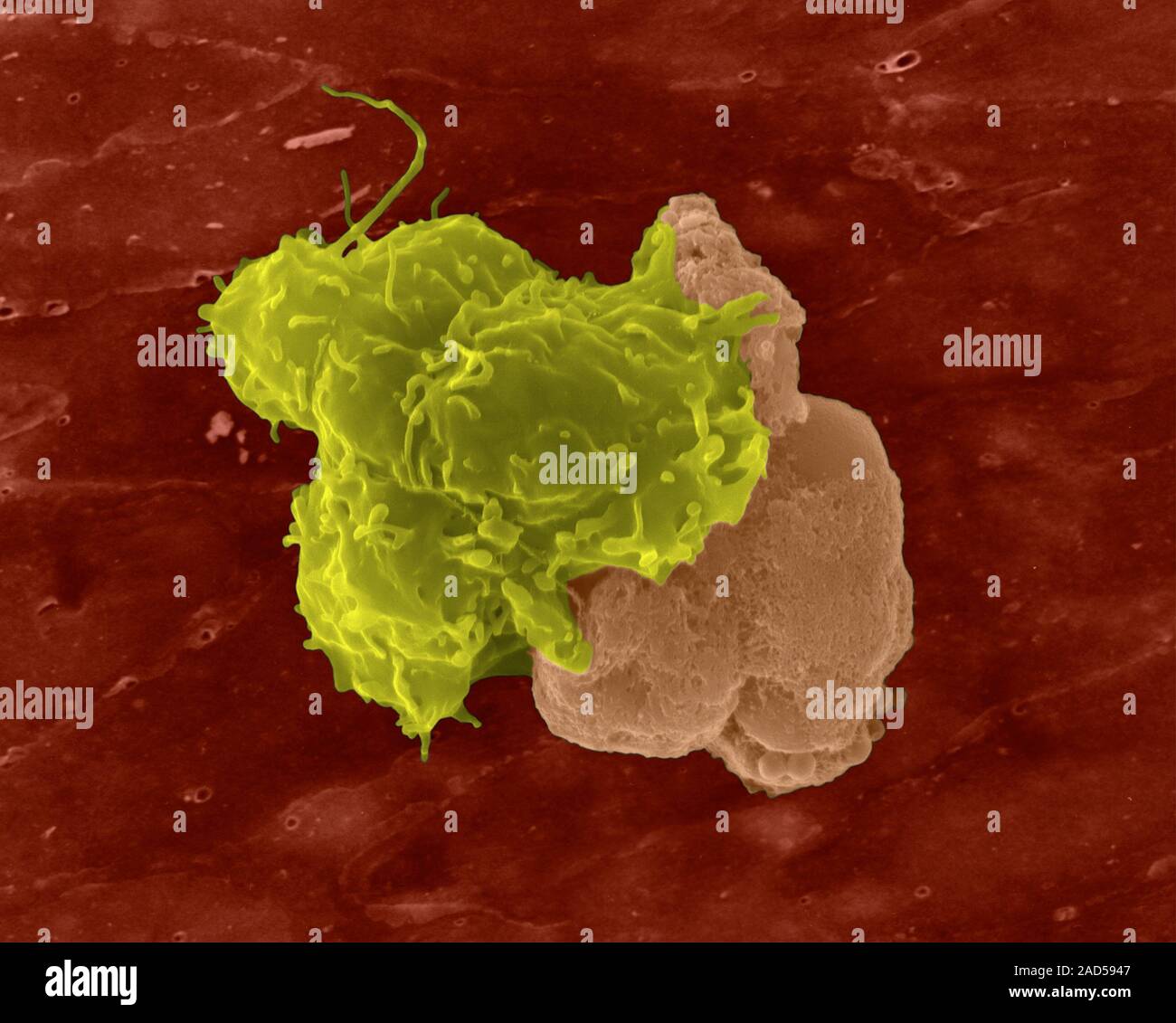 Blood monocyte and phagocytosis of foreign debris on a blood vessel ...