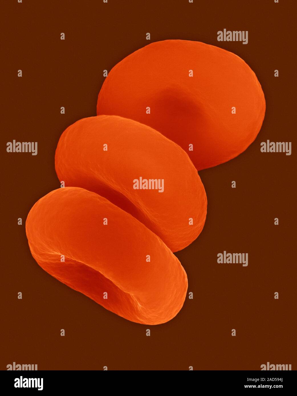 Red blood cells in the Rouleau formation, coloured scanning electron ...