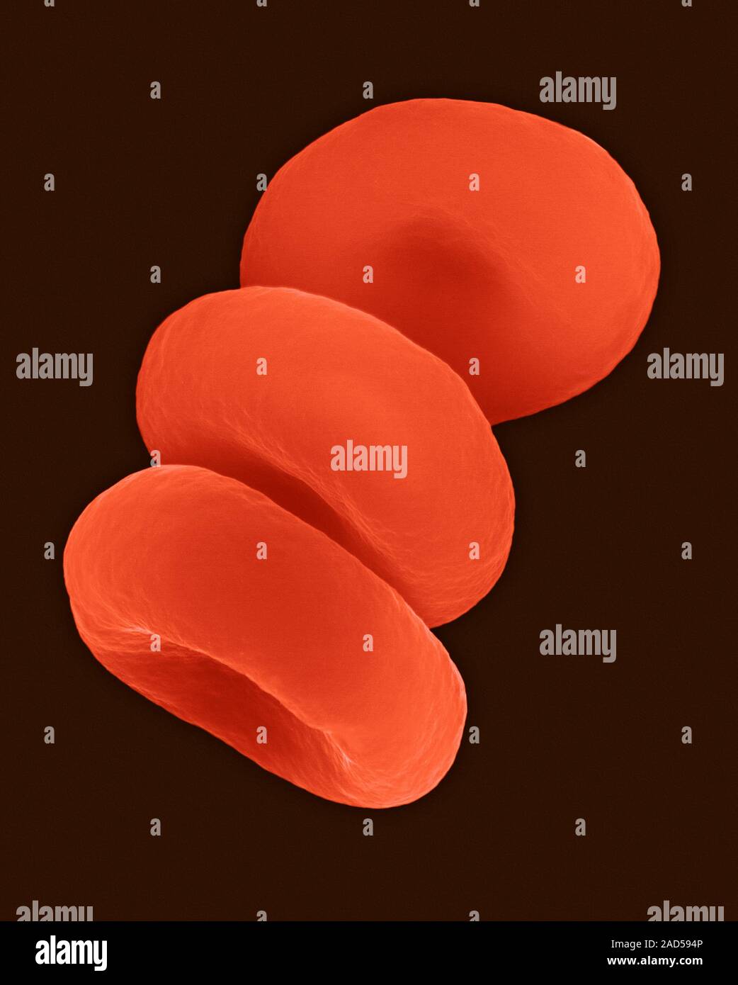 Red blood cells in the Rouleau formation, coloured scanning electron ...