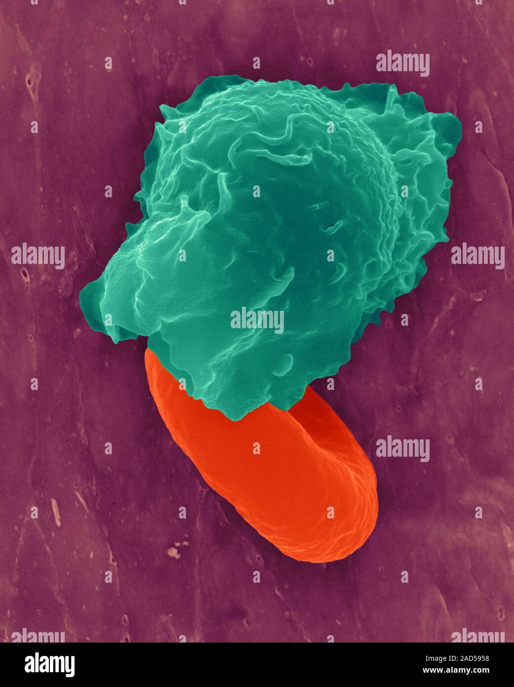 Blood monocyte and phagocytosis of a dying red blood cell, coloured ...