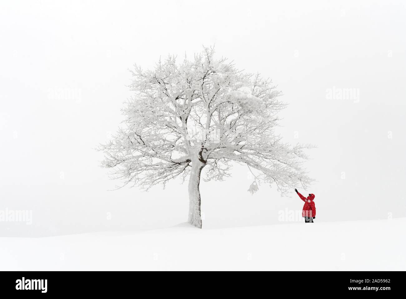Amazing landscape with a lonely snowy tree in a winter field ...