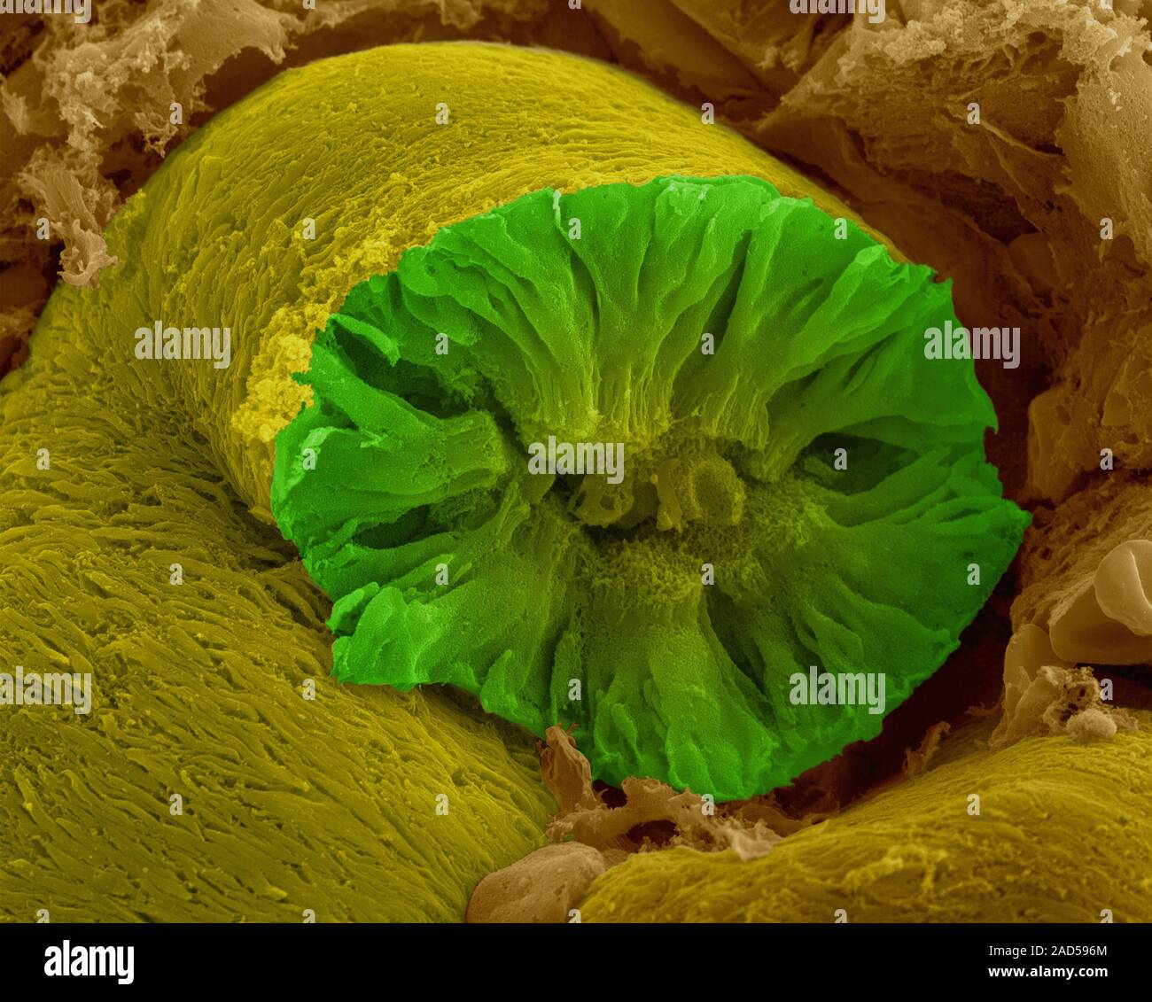 Kidney uriniferous filtration tubule (nephron), coloured scanning ...