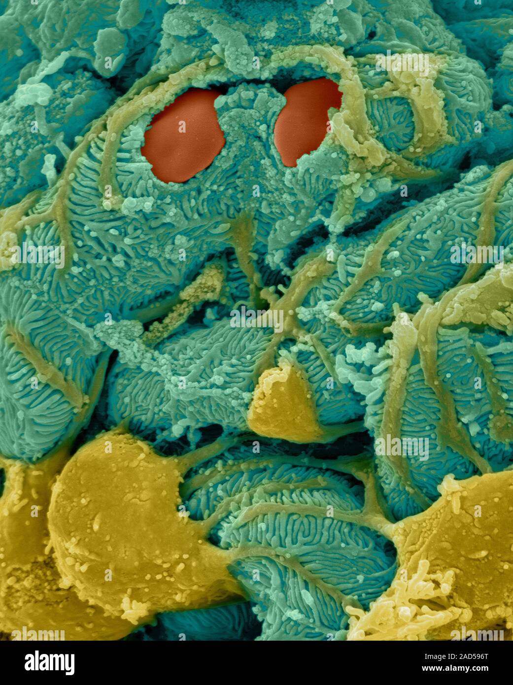 Kidney glomerulus (podocytes and capillaries of the renal corpuscle ...