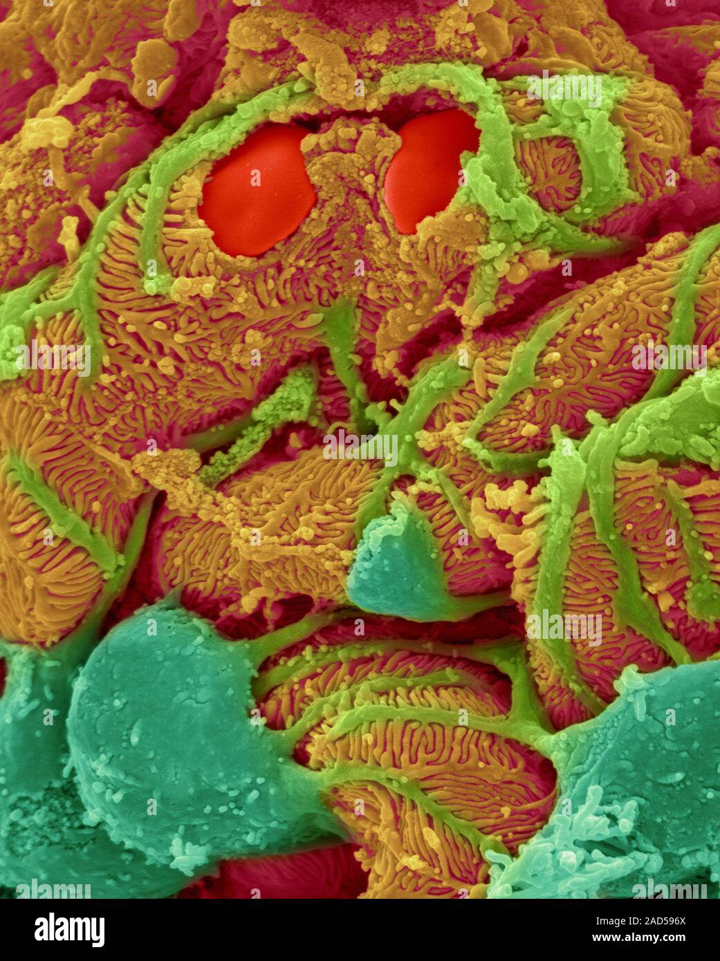 Kidney glomerulus (podocytes and capillaries of the renal corpuscle ...