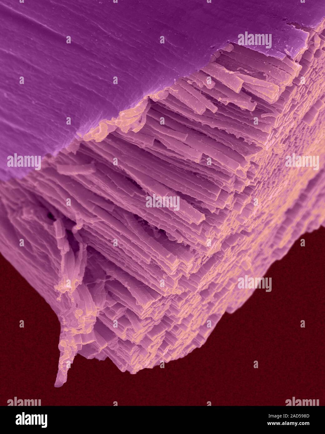 Skeletal muscle fibre with exposed intracellular actin myosin filaments, coloured scanning ...
