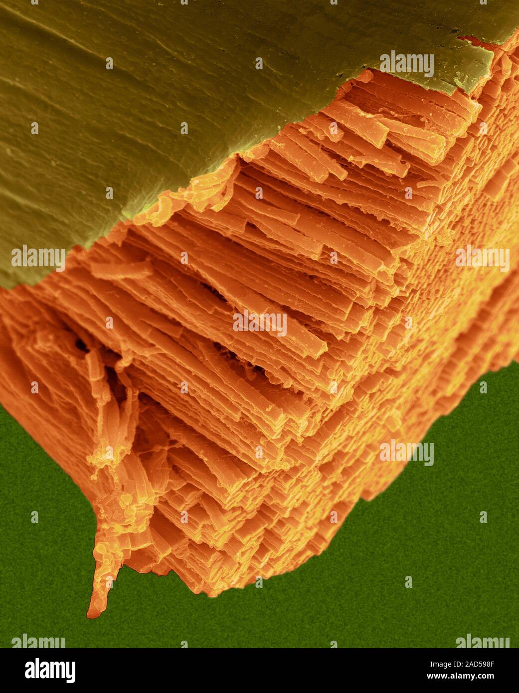Skeletal muscle fibre with exposed intracellular actin myosin filaments ...