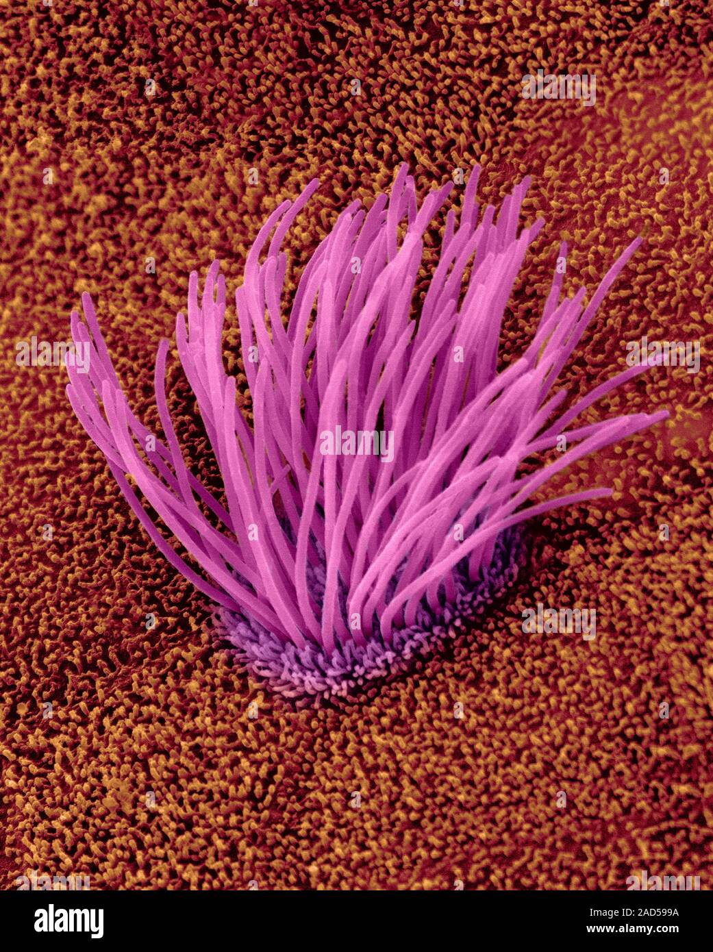 Tracheal epithelium surface, coloured scanning electron micrograph (SEM ...
