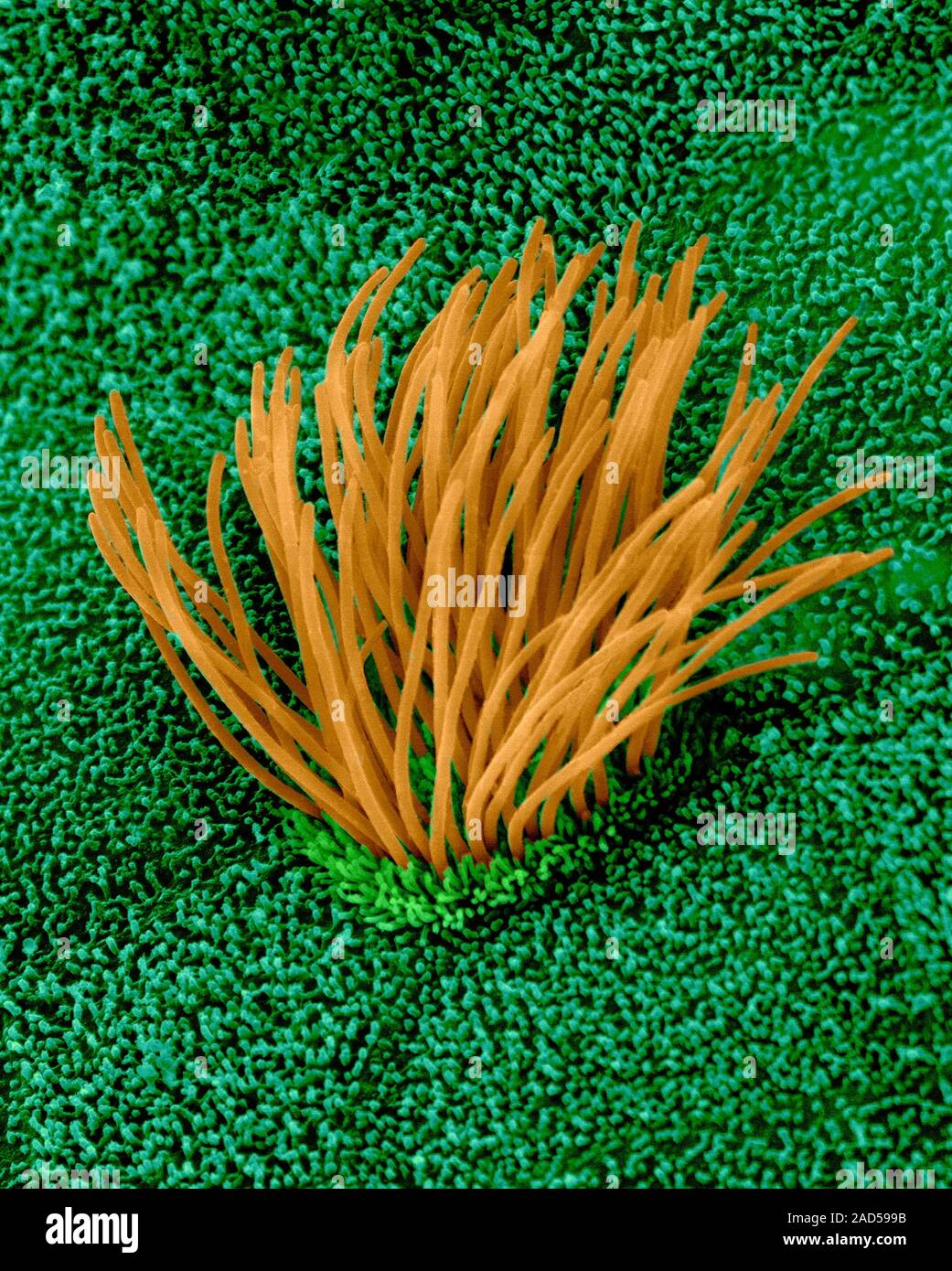 Tracheal epithelium surface, coloured scanning electron micrograph (SEM ...