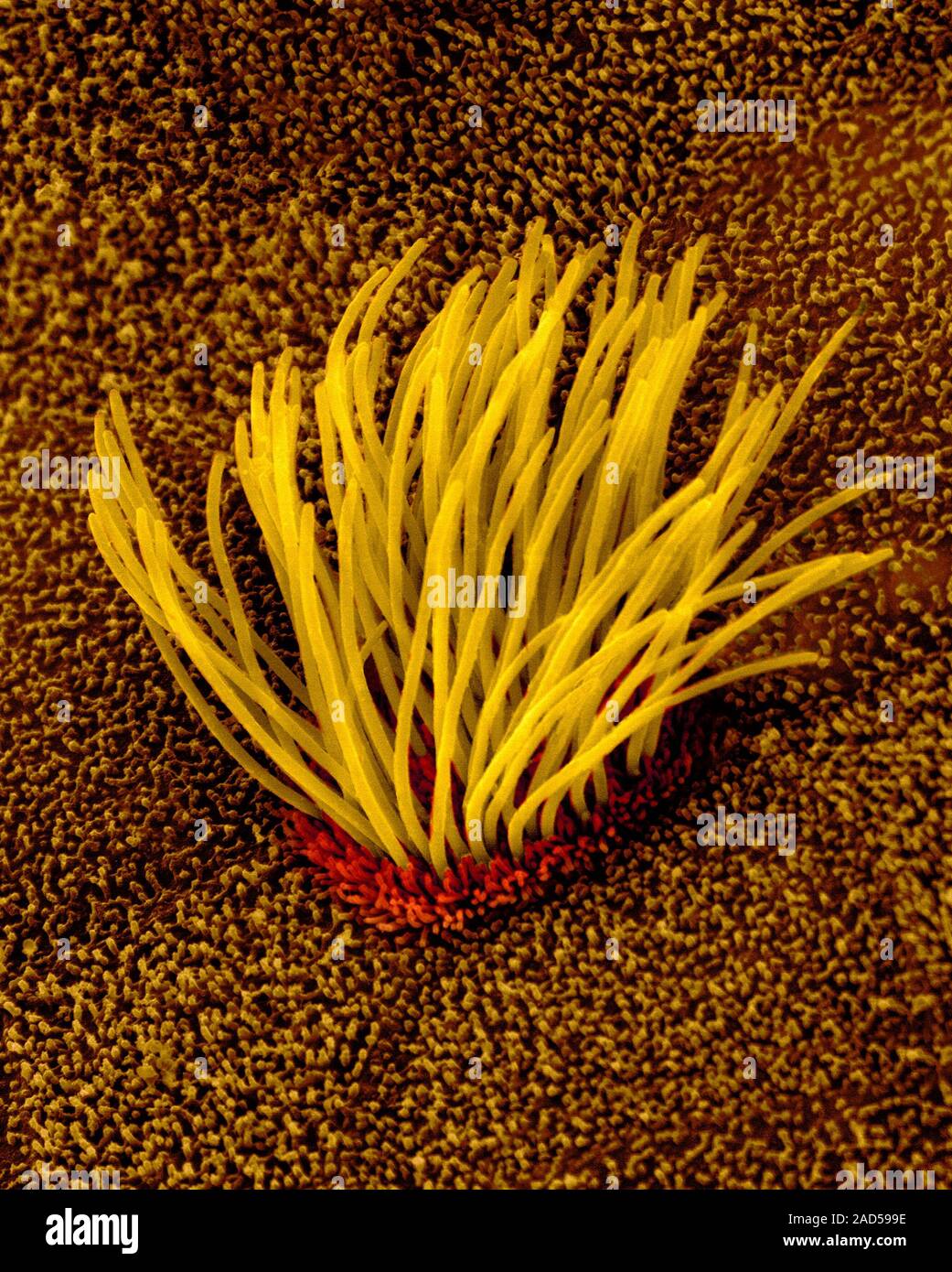 Tracheal epithelium surface, coloured scanning electron micrograph (SEM ...